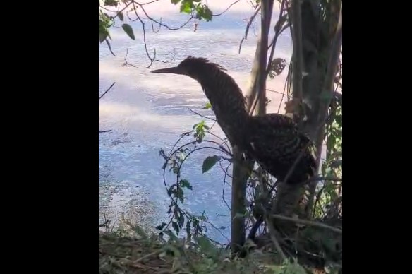 Zoo de Volta Redonda devolve à natureza ave rara na região – Informa Cidade